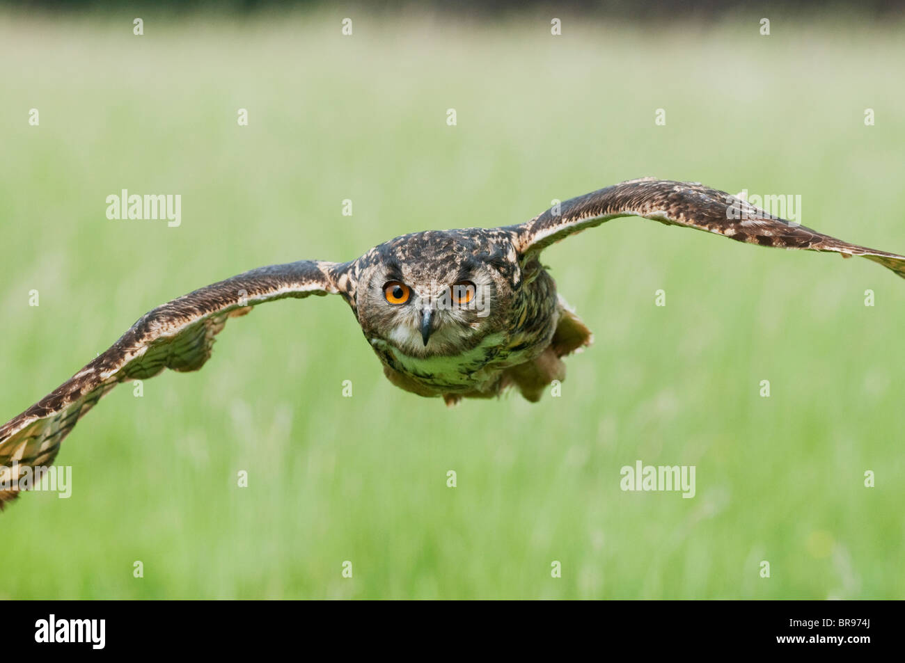 Bubo bubo adulte Banque de photographies et d’images à haute résolution ...