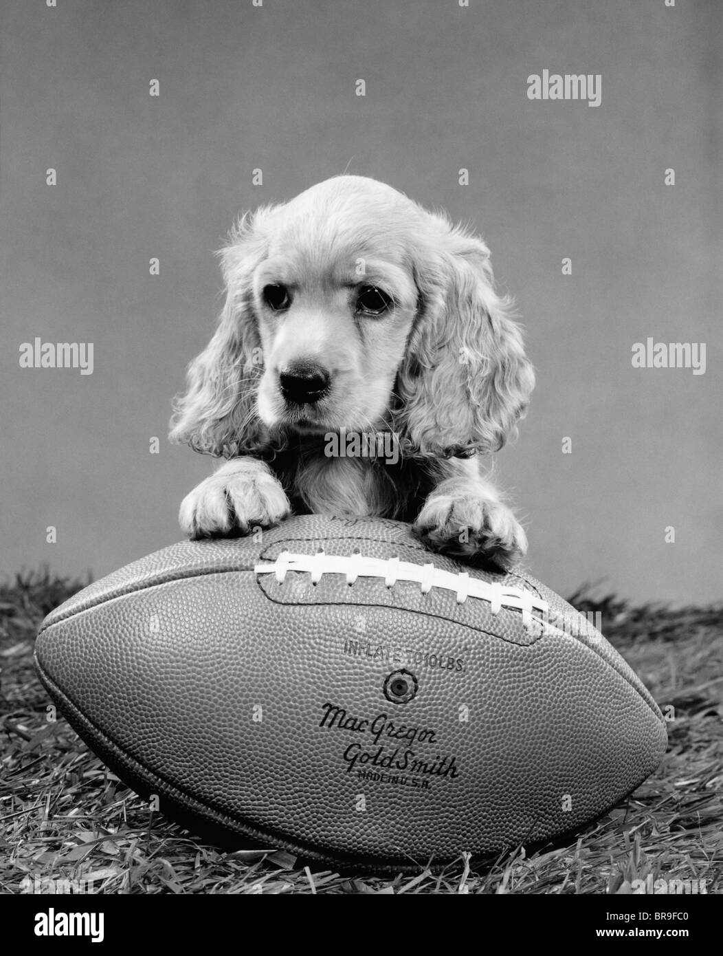 1960 Cocker Anglais chiot avec pattes avant en appui sur le football ...
