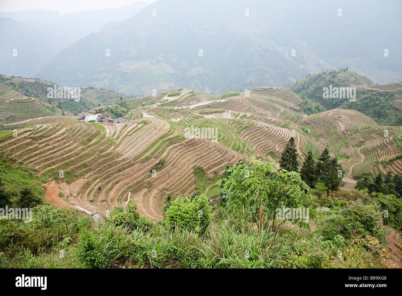 Dragons backbone rice terraces Banque de photographies et d’images à ...