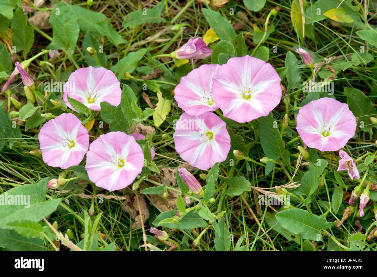 Liseron des champs Banque de photographies et d’images à haute ...
