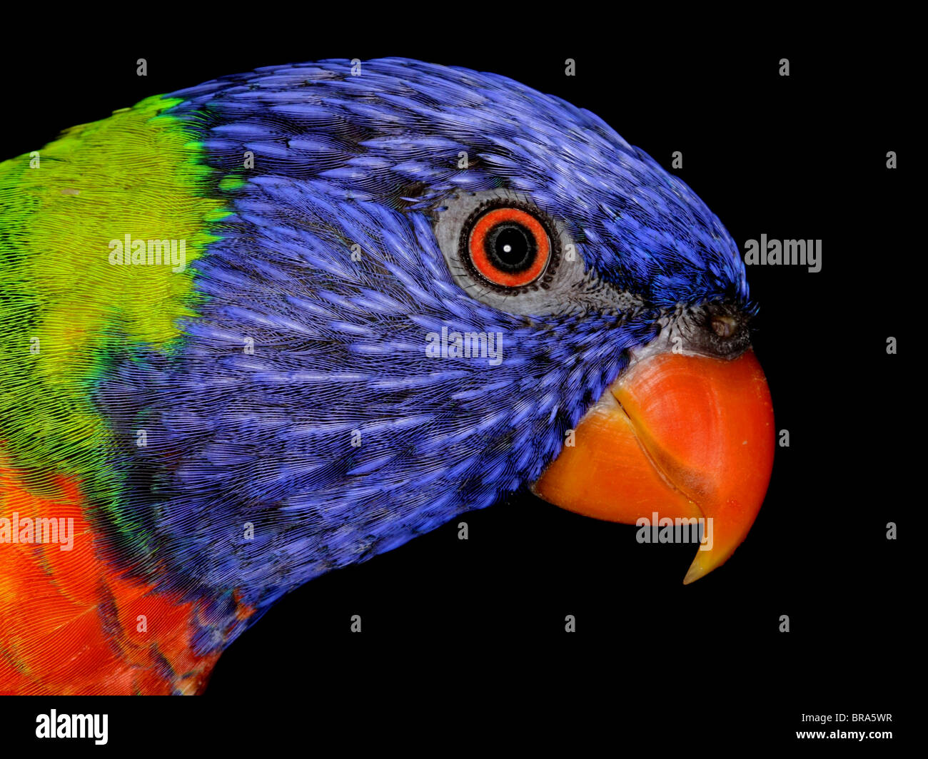 Perruche noire Banque de photographies et d’images à haute résolution ...