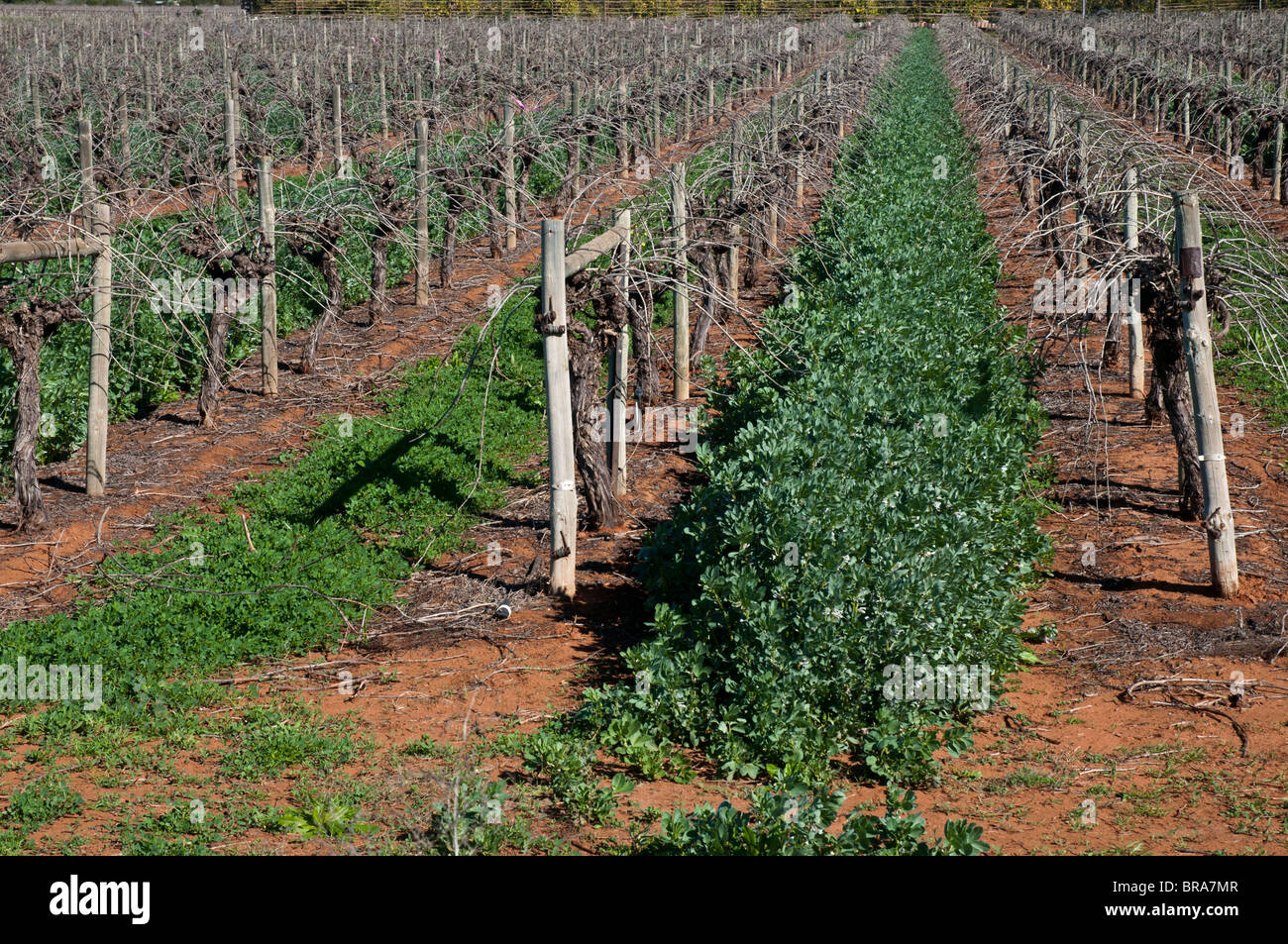 Fèves cultivées comme une culture secondaire et comme engrais naturel ...