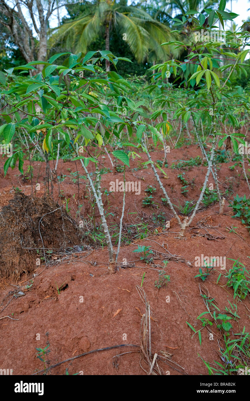 Champ de manioc Banque de photographies et d’images à haute résolution ...