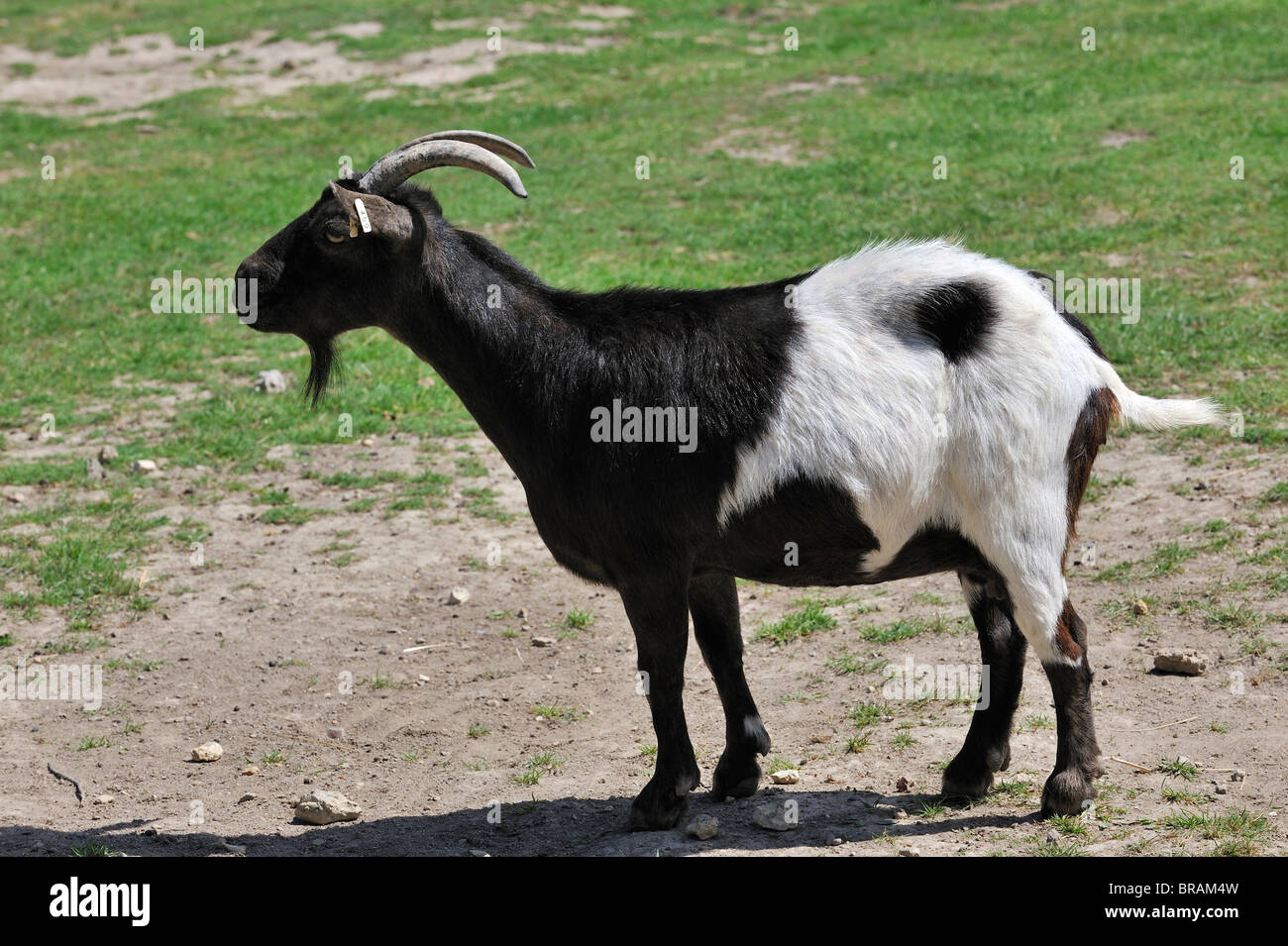 Noir et blanc de chèvre pygmée (Capra hircus domestica) indigènes de l ...