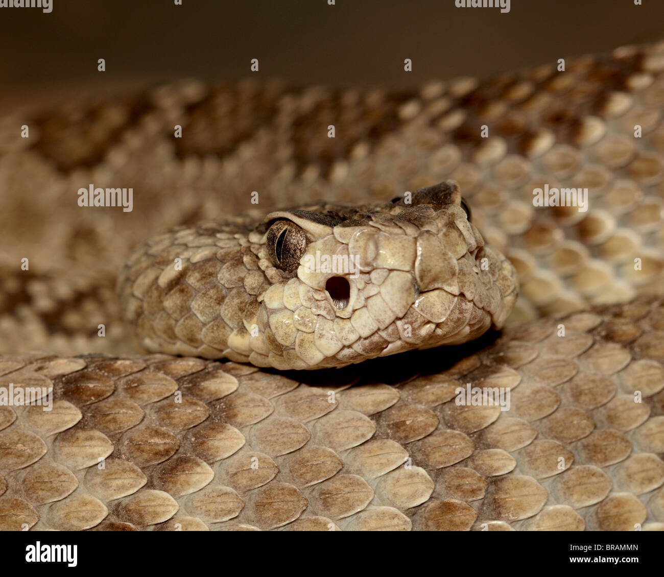 Crotale mojave Banque de photographies et d’images à haute résolution ...
