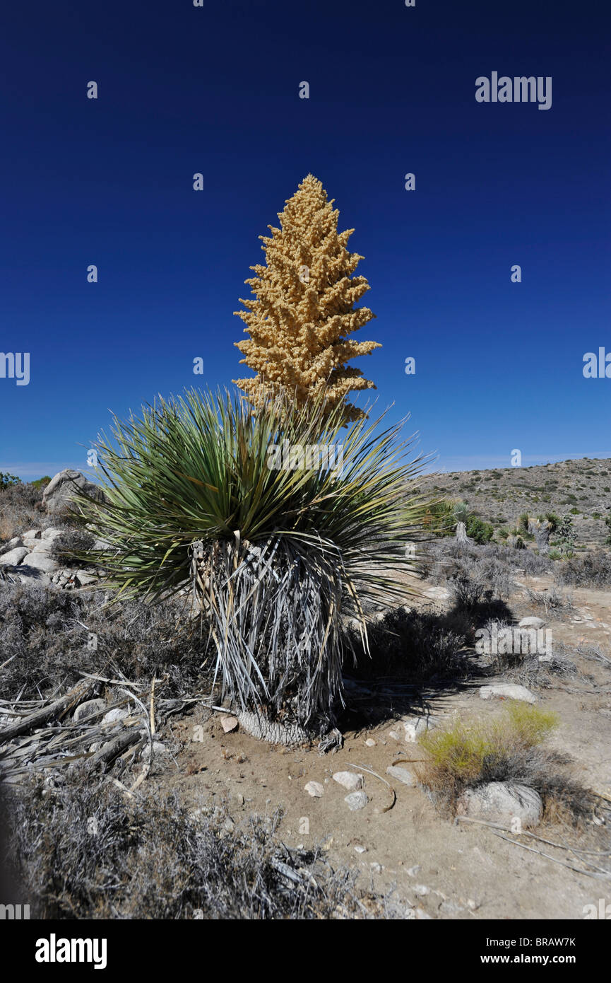 Yucca arbre Banque de photographies et d’images à haute résolution - Alamy