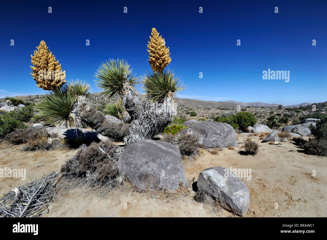 Yucca tree Banque de photographies et d’images à haute résolution - Alamy