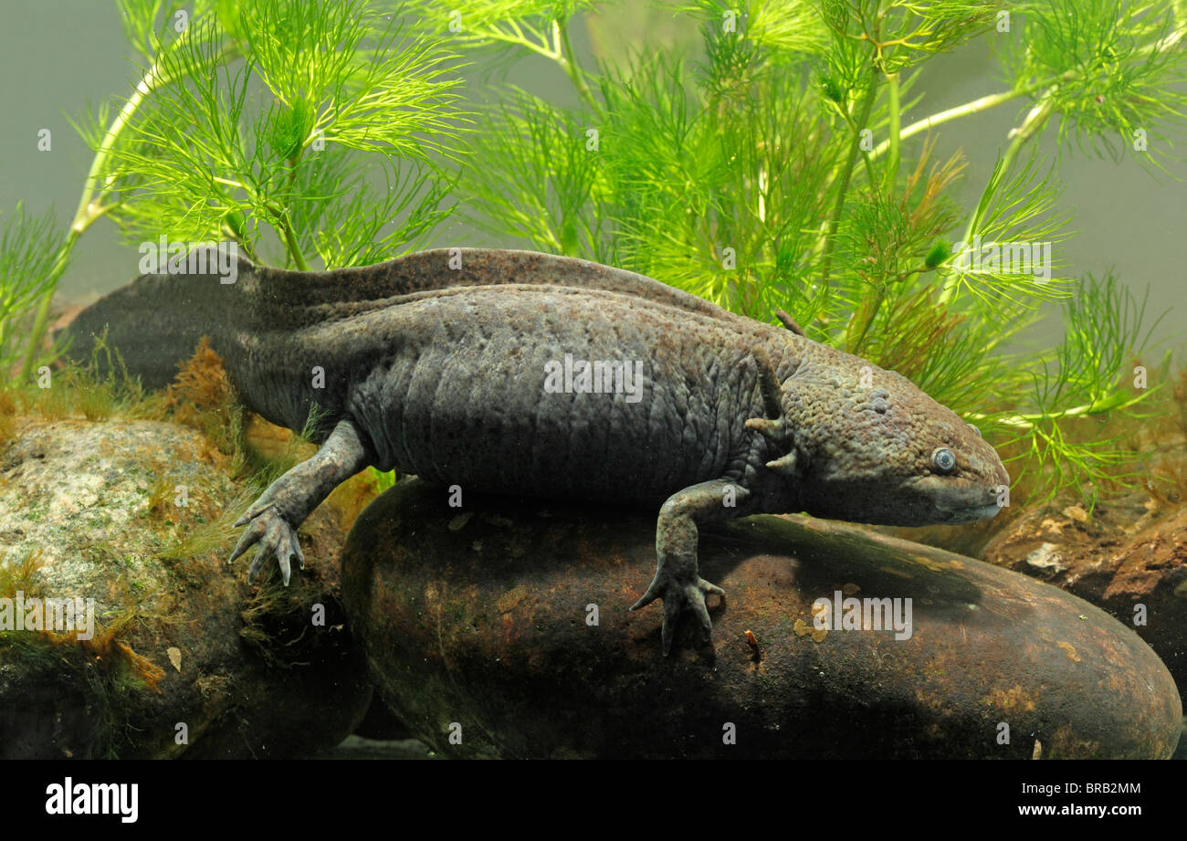 Ambystoma mexicanum axolotl Banque de photographies et d’images à haute ...