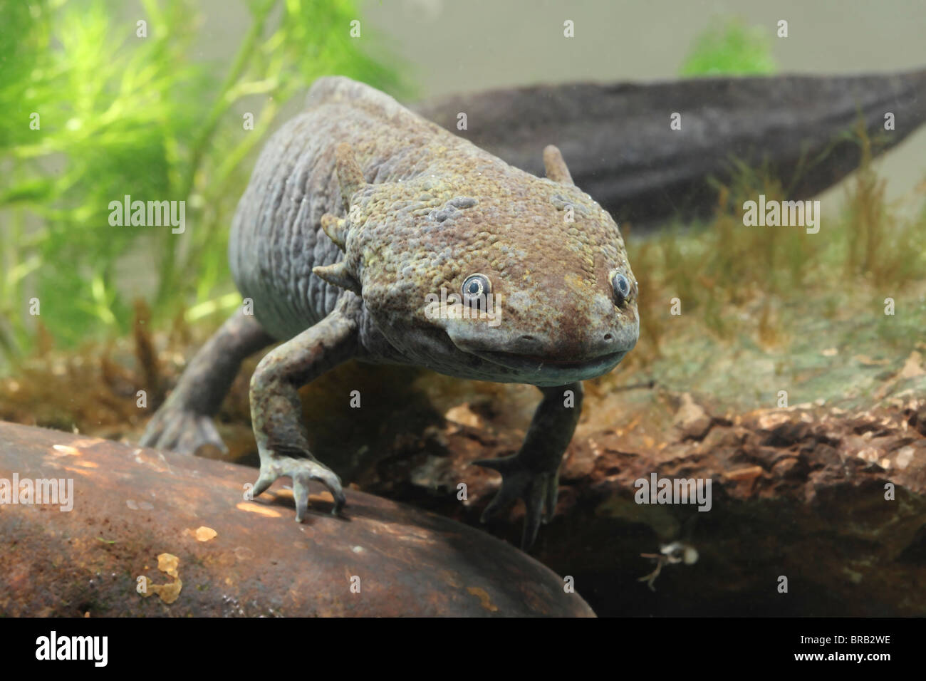 Ambystoma Mexicanum Axolotl Banque d'image et photos - Alamy