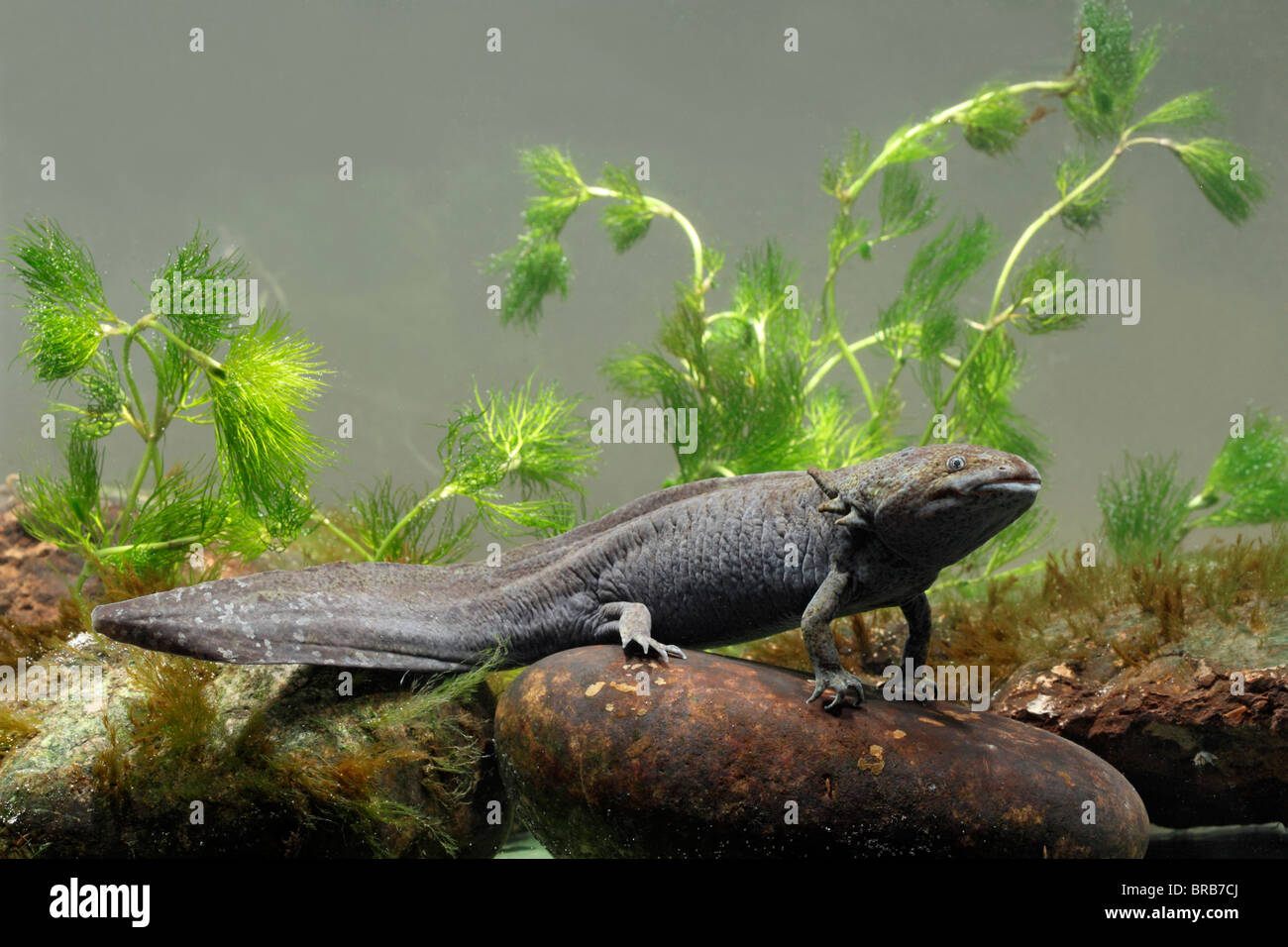 Axolotl ambystoma mexicanum Banque de photographies et d’images à haute ...