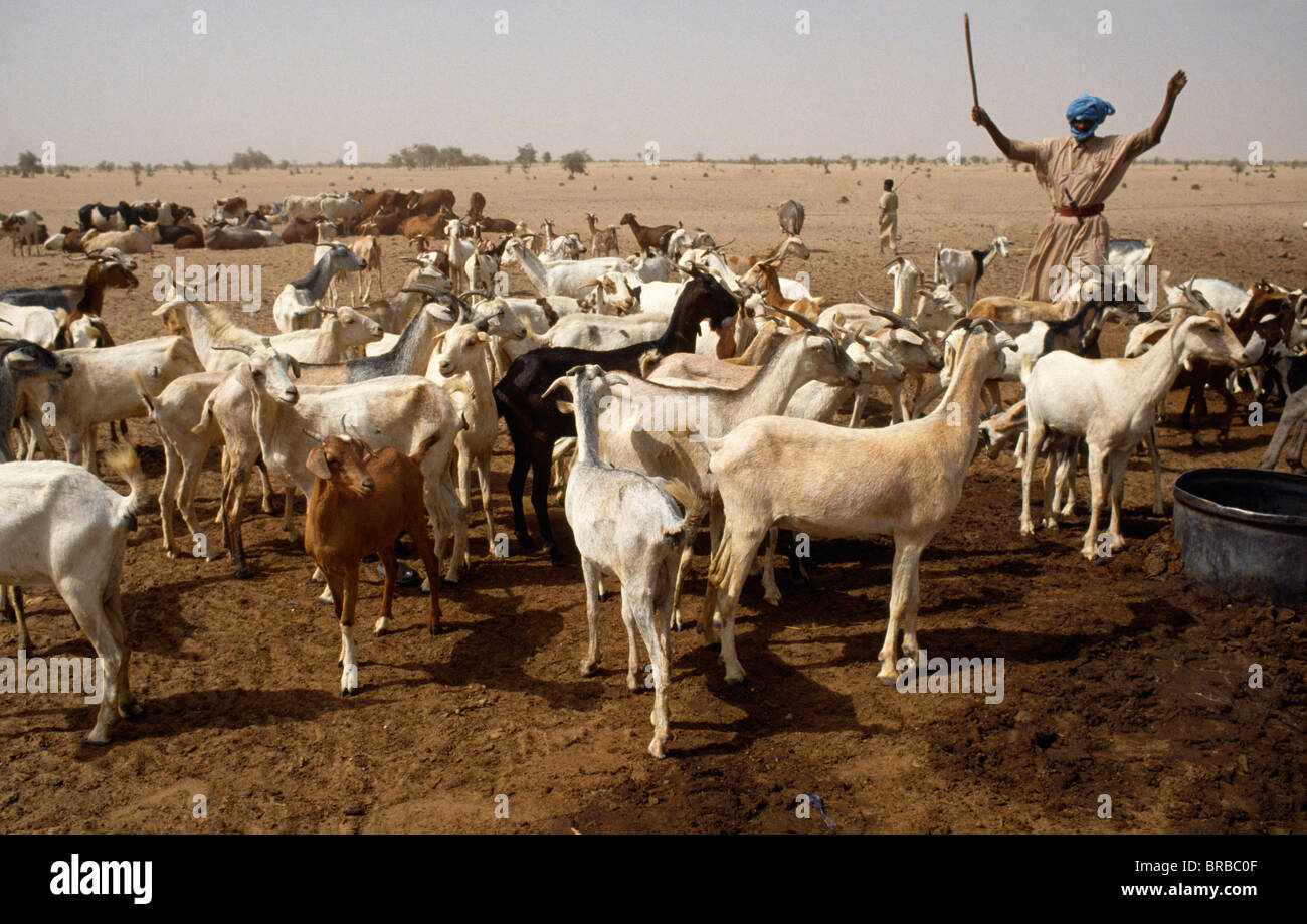 L'Afrique de l'Ouest Mali Massina Léré troupeau de chèvres et de bovins ...