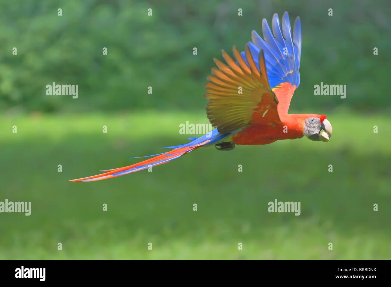 Ara rouge (Ara macao) en vol avec l'écrou dans son bec, parc national ...