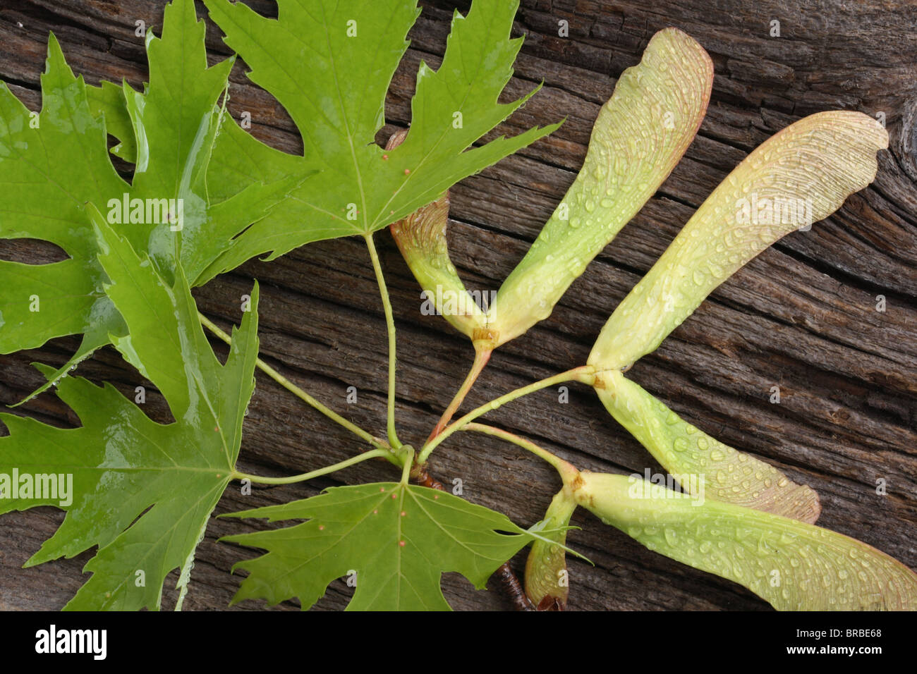 Graines d'arbres Banque de photographies et d’images à haute résolution ...
