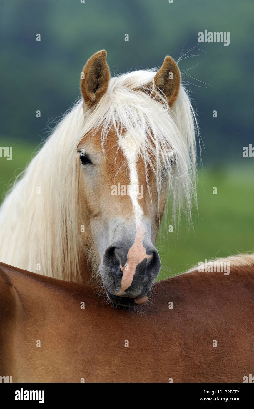 Haflinger cheval portrait Banque de photographies et d’images à haute ...