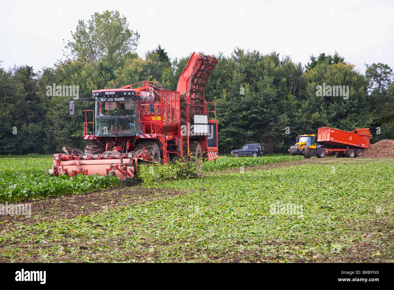 La récolte de betteraves à sucre Photo Stock - Alamy