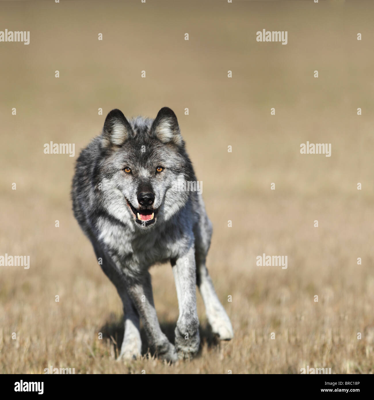 Attaque de loup Banque de photographies et d’images à haute résolution ...