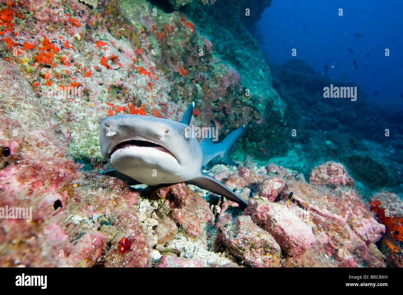 Requins pointe blanche Banque de photographies et d’images à haute ...