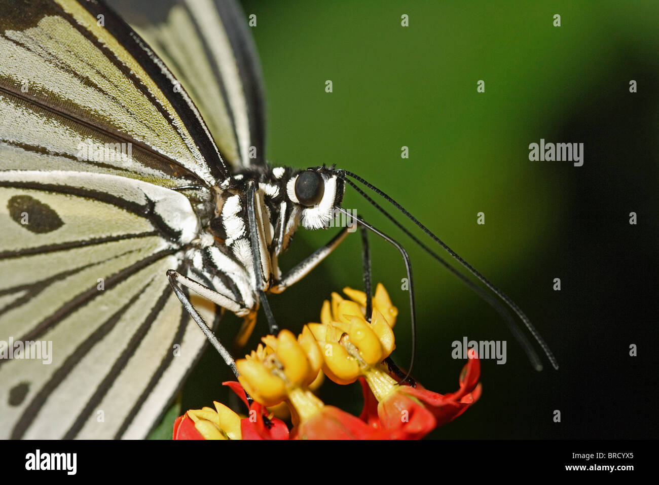 Papillon nymphe arbre blanc Banque de photographies et d’images à haute ...