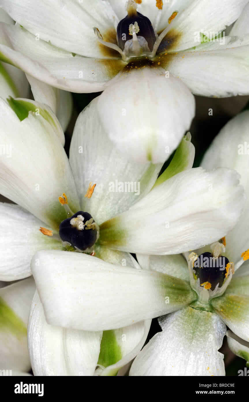 Ornithogalum white chincherinchee flower Banque de photographies et d ...