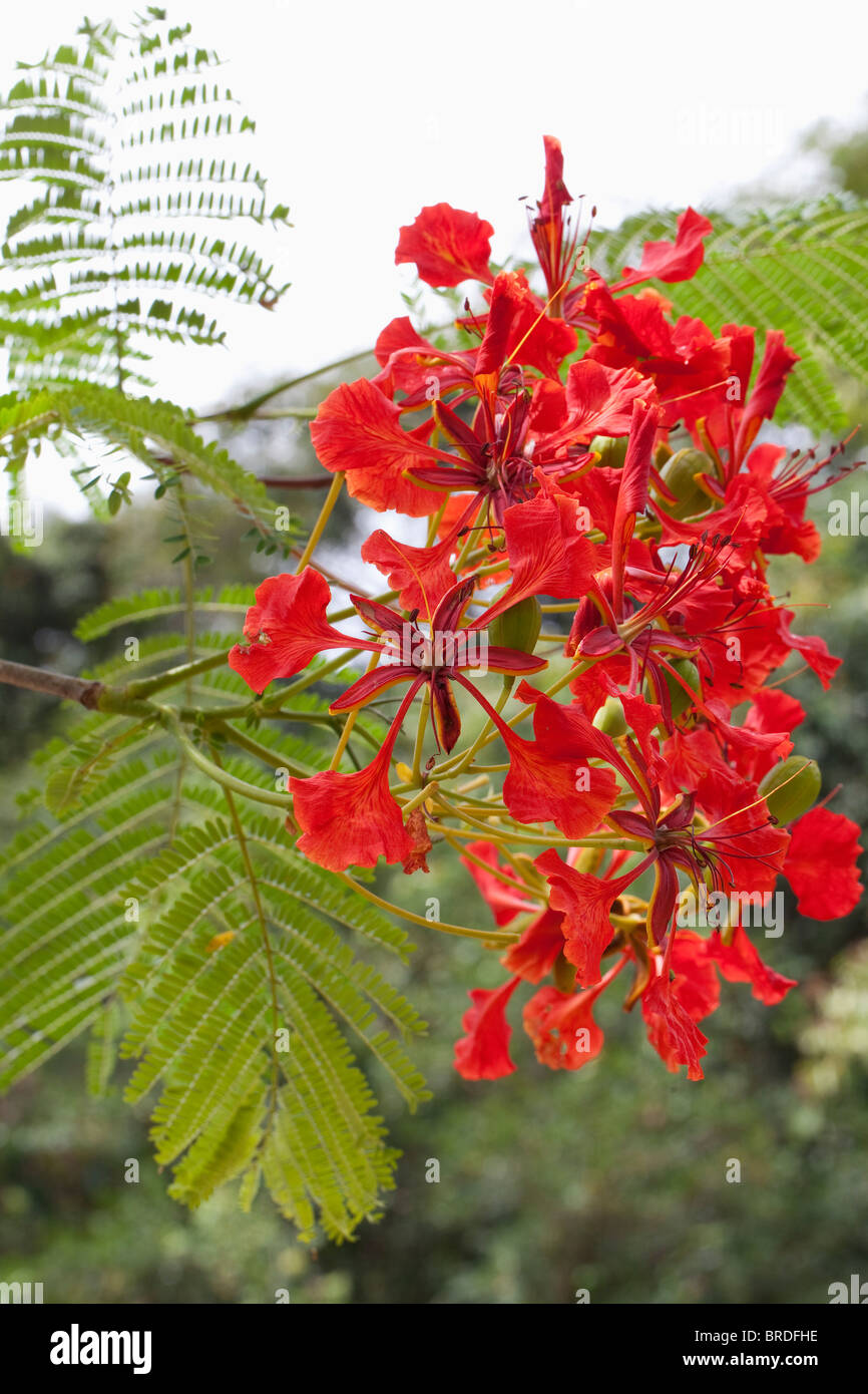 Arbre de poinciana Banque de photographies et d’images à haute ...