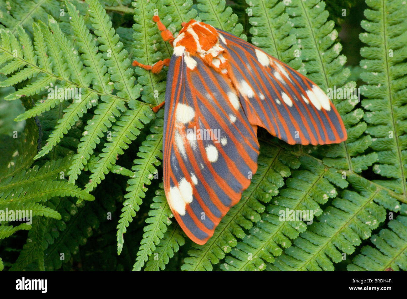 Regal (Citheronia regalis) (Hickory) Diable cornu Photo Stock - Alamy