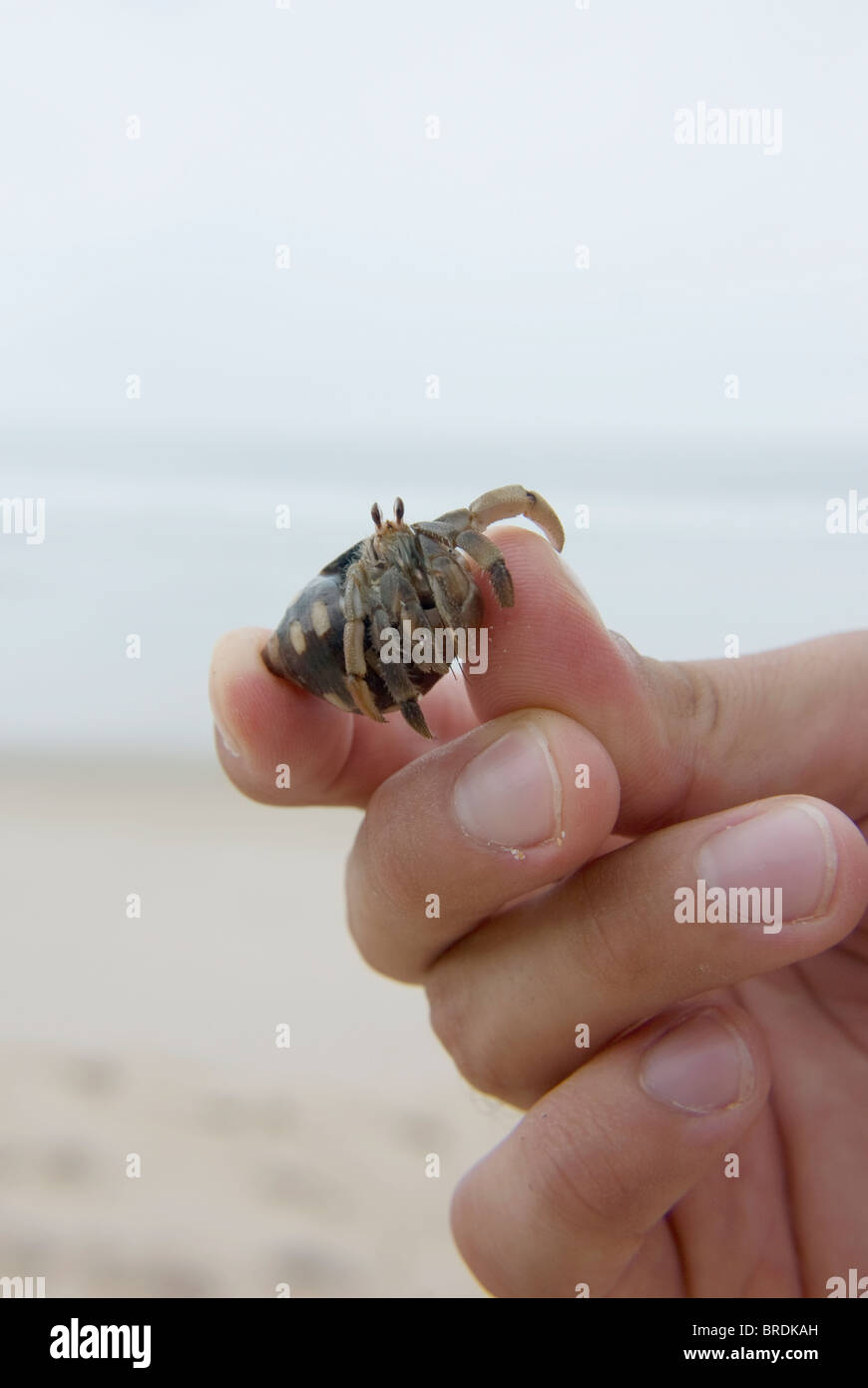 Ermite crabe Banque de photographies et d’images à haute résolution - Alamy