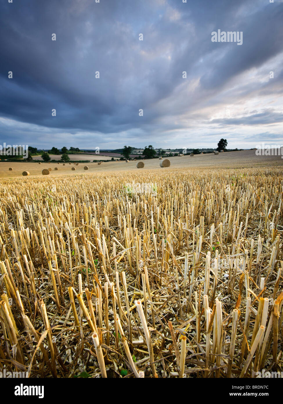 Champ Avec Chaume Banque d'image et photos - Alamy