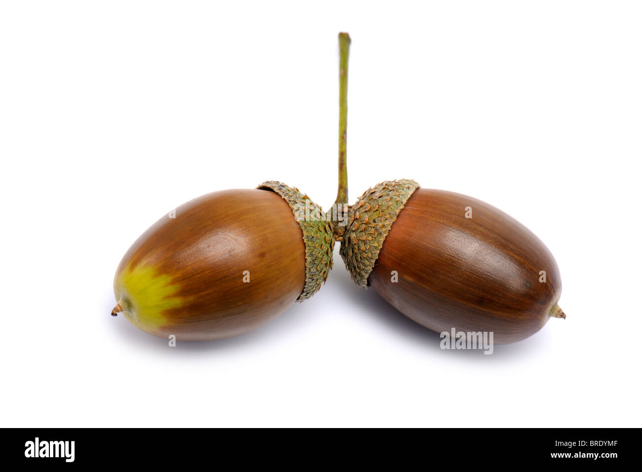 Chêne des glands Banque d'images détourées - Alamy