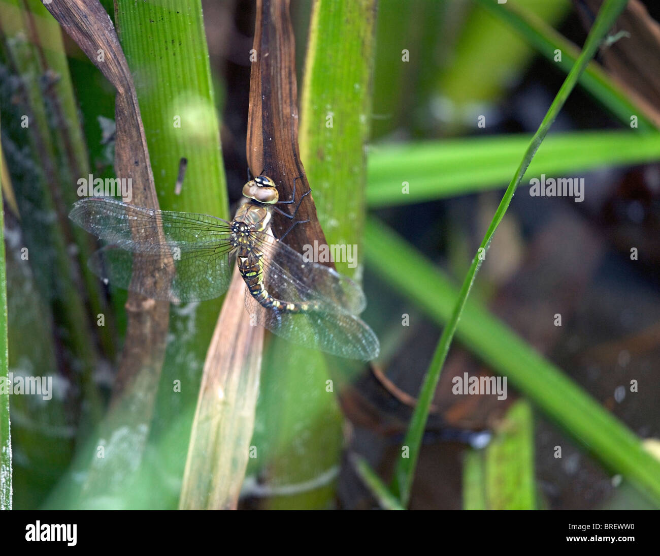 Libellule pondant des oeufs Banque de photographies et d’images à haute résolution - Alamy