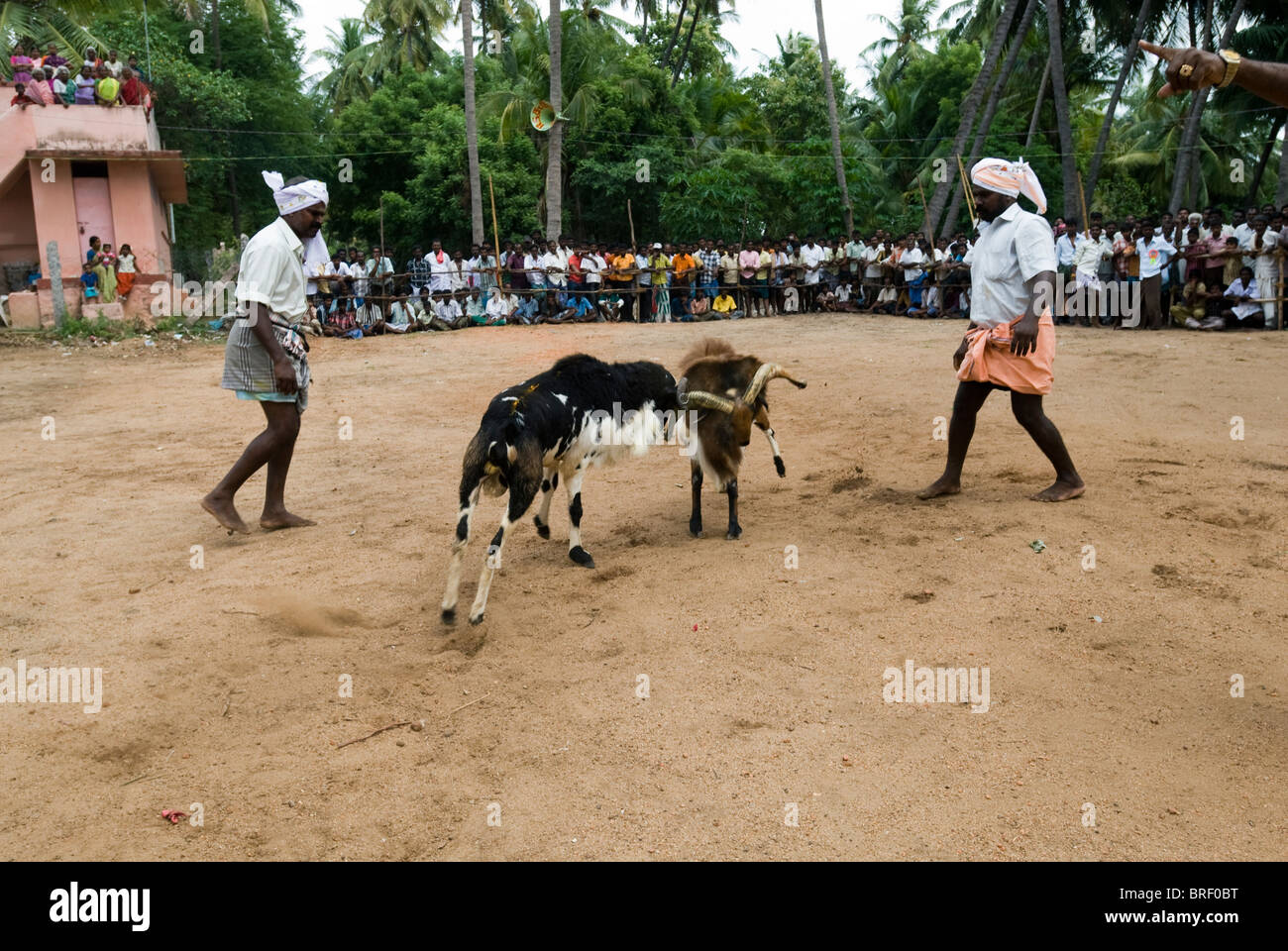Mâle de chèvre Banque de photographies et d’images à haute résolution ...