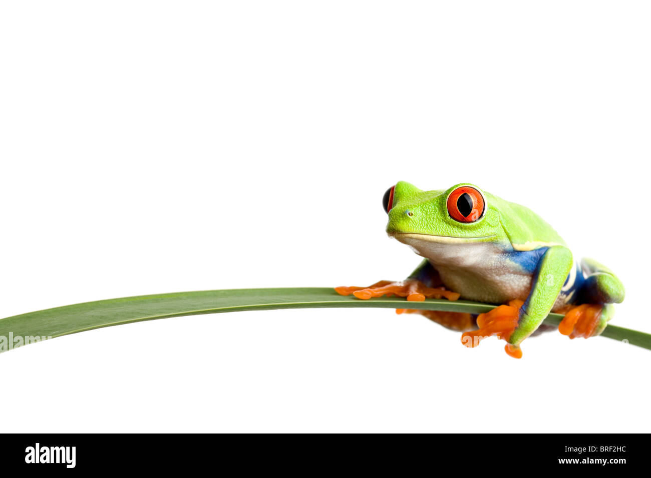 Perché sur une plante Banque d'images détourées - Alamy