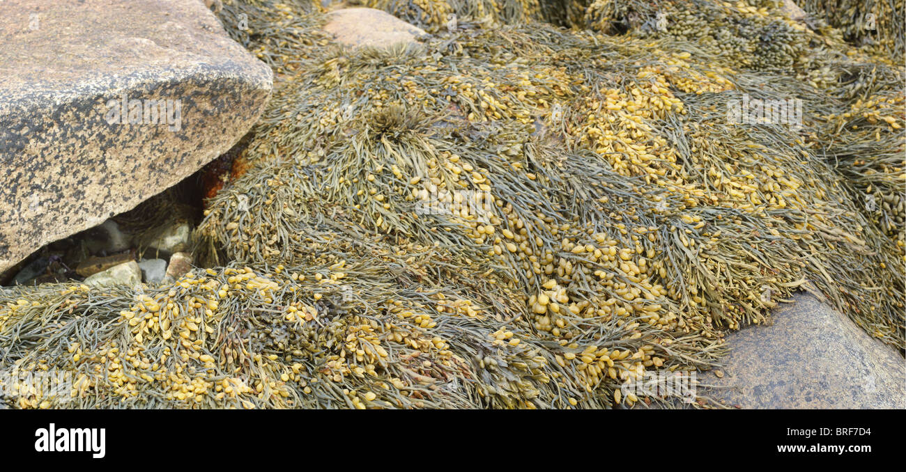 Détail, les algues et le varech sur la plage des roches, Mount Desert ...