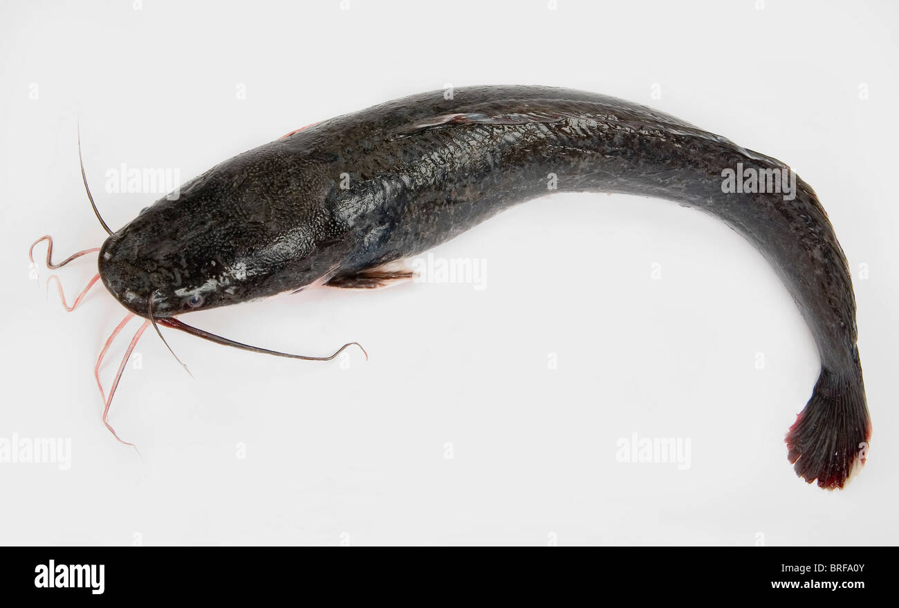Cat fish Banque de photographies et d’images à haute résolution - Alamy