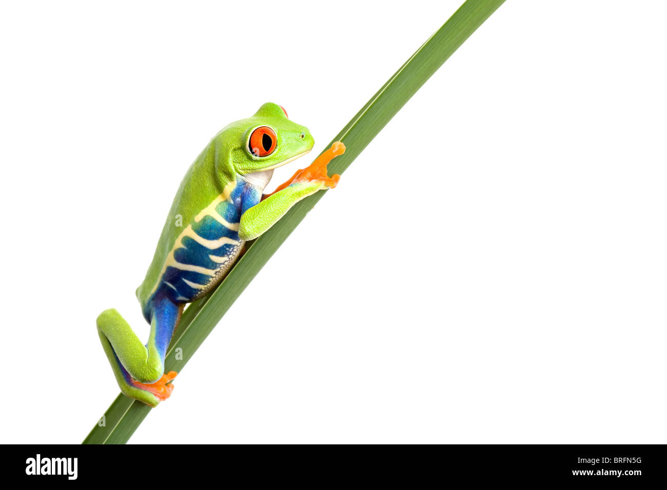 Grenouille sur une feuille isolated on white, une grenouille arboricole ...