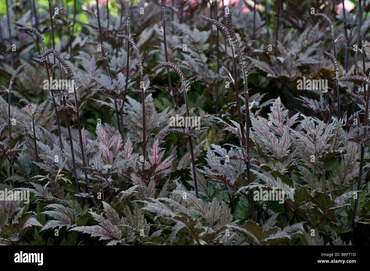 Actaea simplex Banque de photographies et d’images à haute résolution ...
