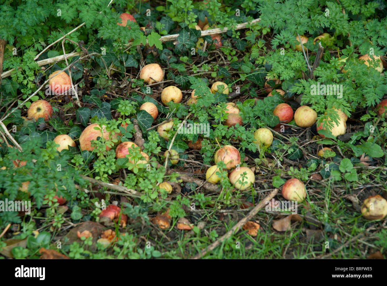 Pommes de crabe sauvage Banque de photographies et d’images à haute ...