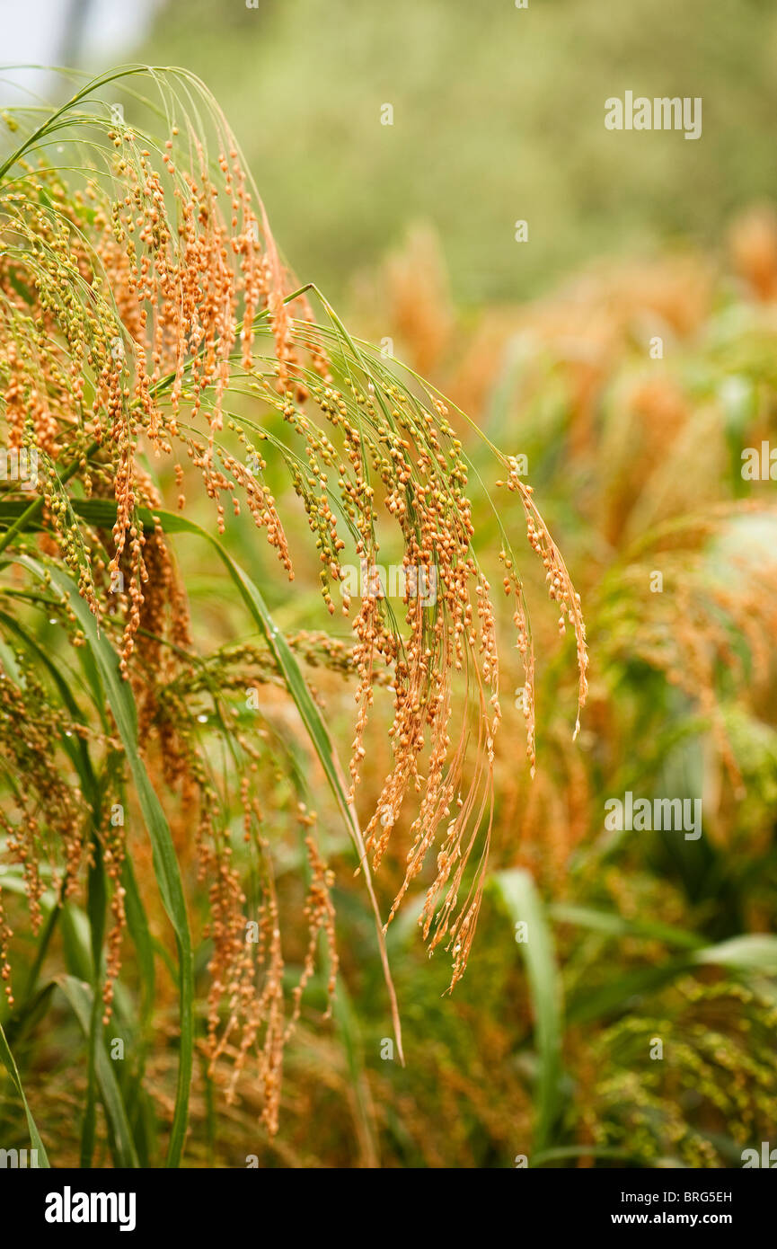 Le millet, Panicum miliaceum, développe à l'Eden Project à Cornwall ...
