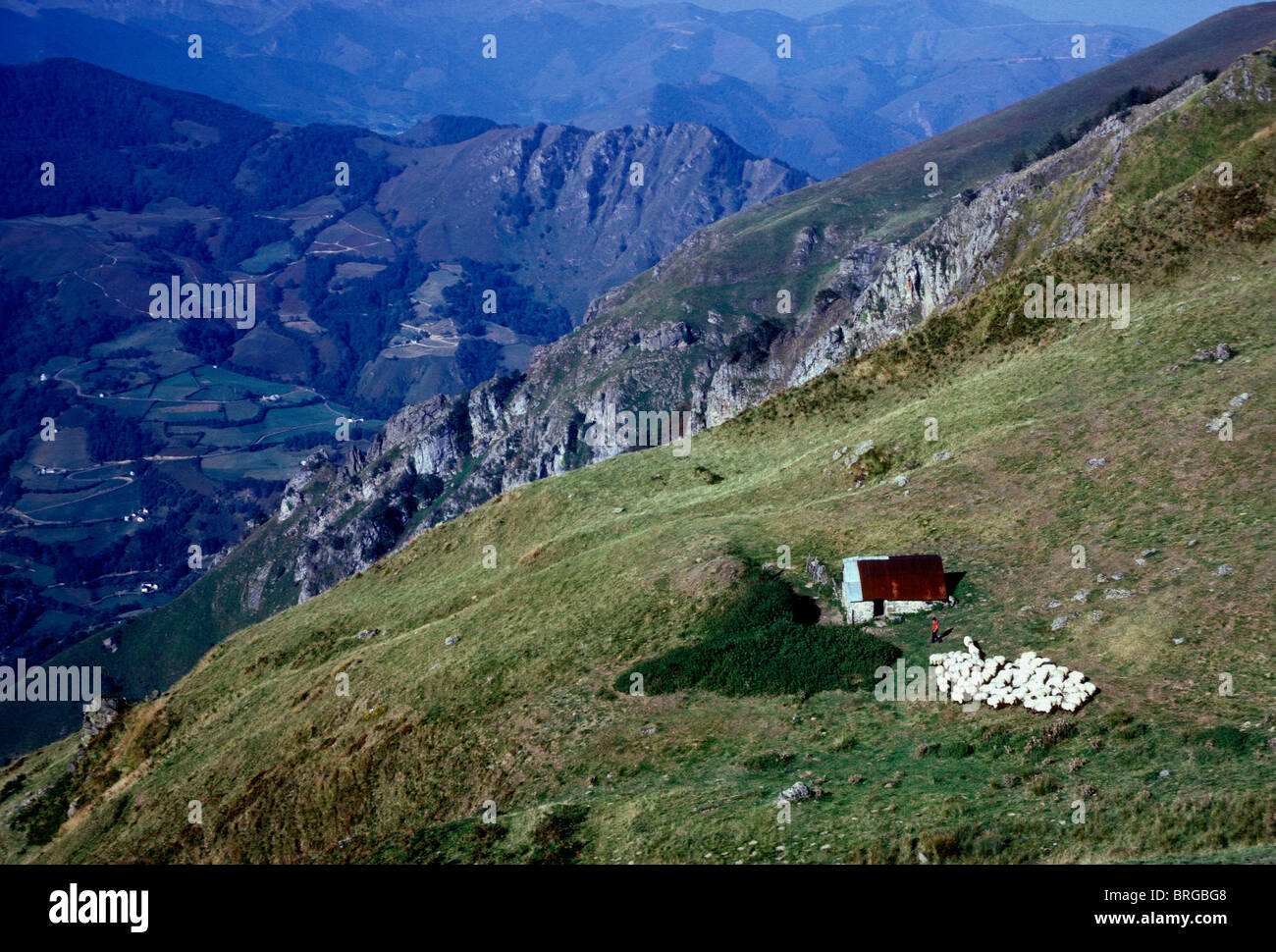 Berger Basque français, berger, troupeau de moutons, Pyrénées, Sainte ...