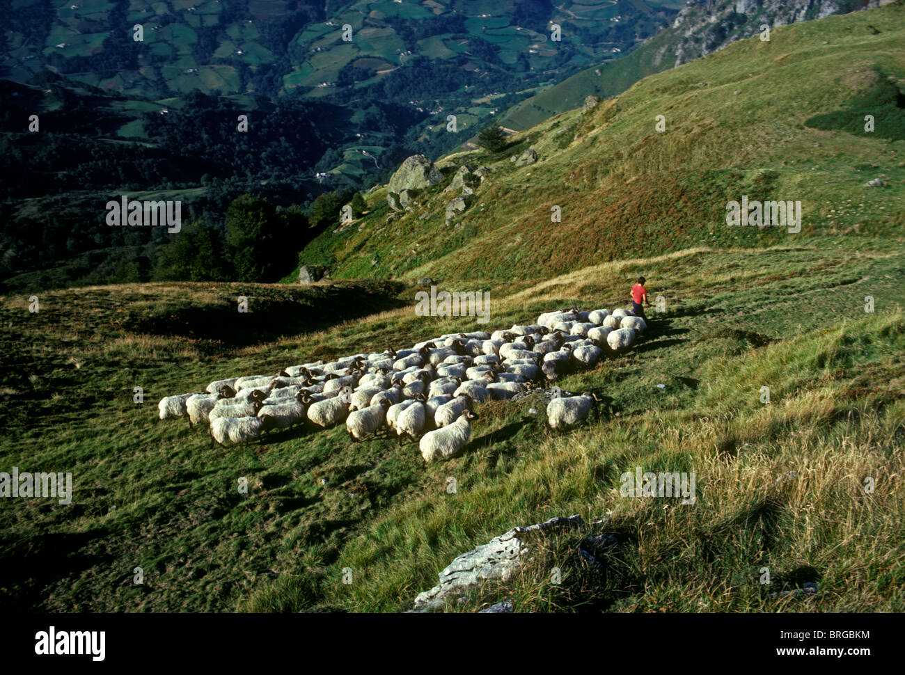 Berger avec troupeau de moutons Banque de photographies et d’images à ...