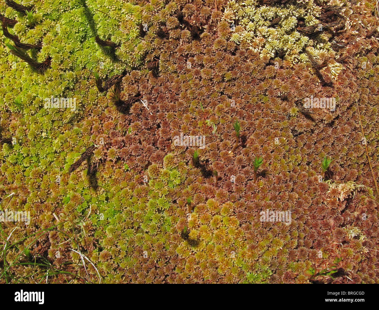 Sphagnum flexuosum Banque de photographies et d’images à haute ...