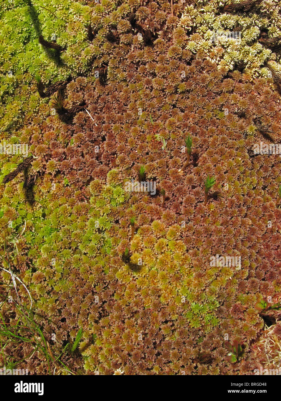 Sphagnum flexuosum Banque de photographies et d’images à haute ...