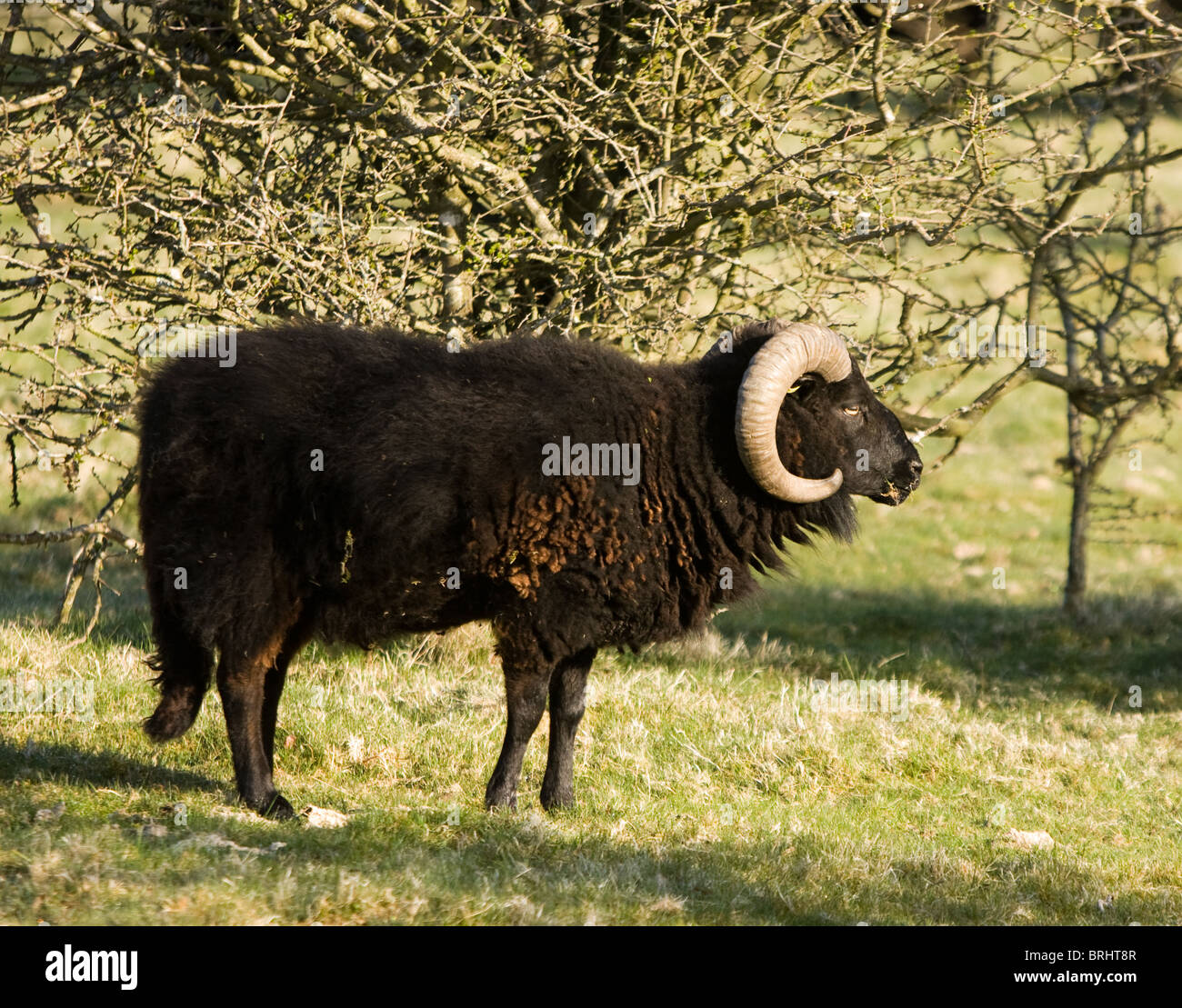 Black Welsh Mountain Sheep in field Photo Stock - Alamy