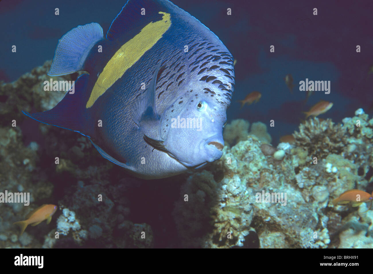 Carte angelfish ou yellowbar angelfish Banque de photographies et d ...