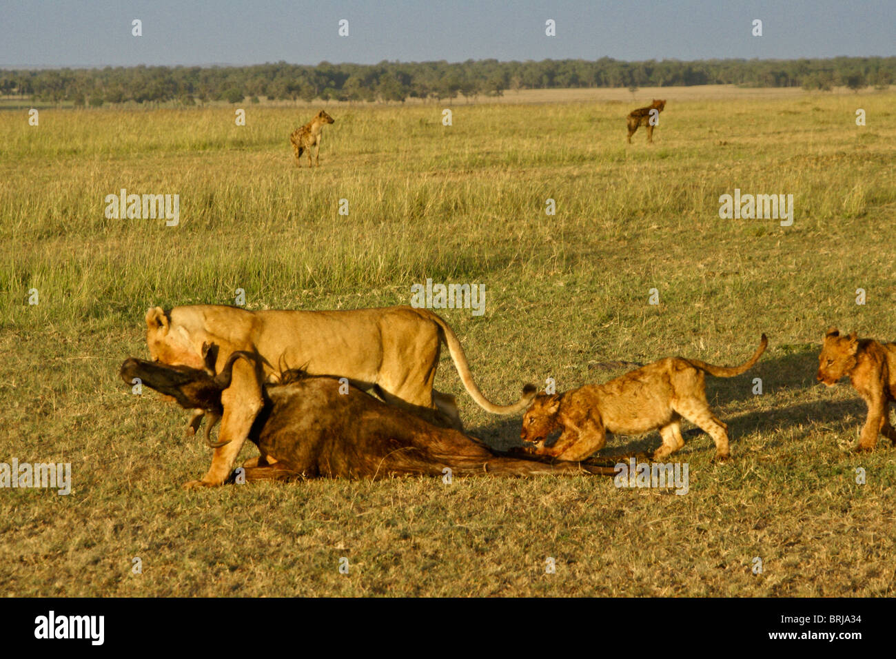 Lionne chasse gnou Banque de photographies et d’images à haute résolution - Alamy