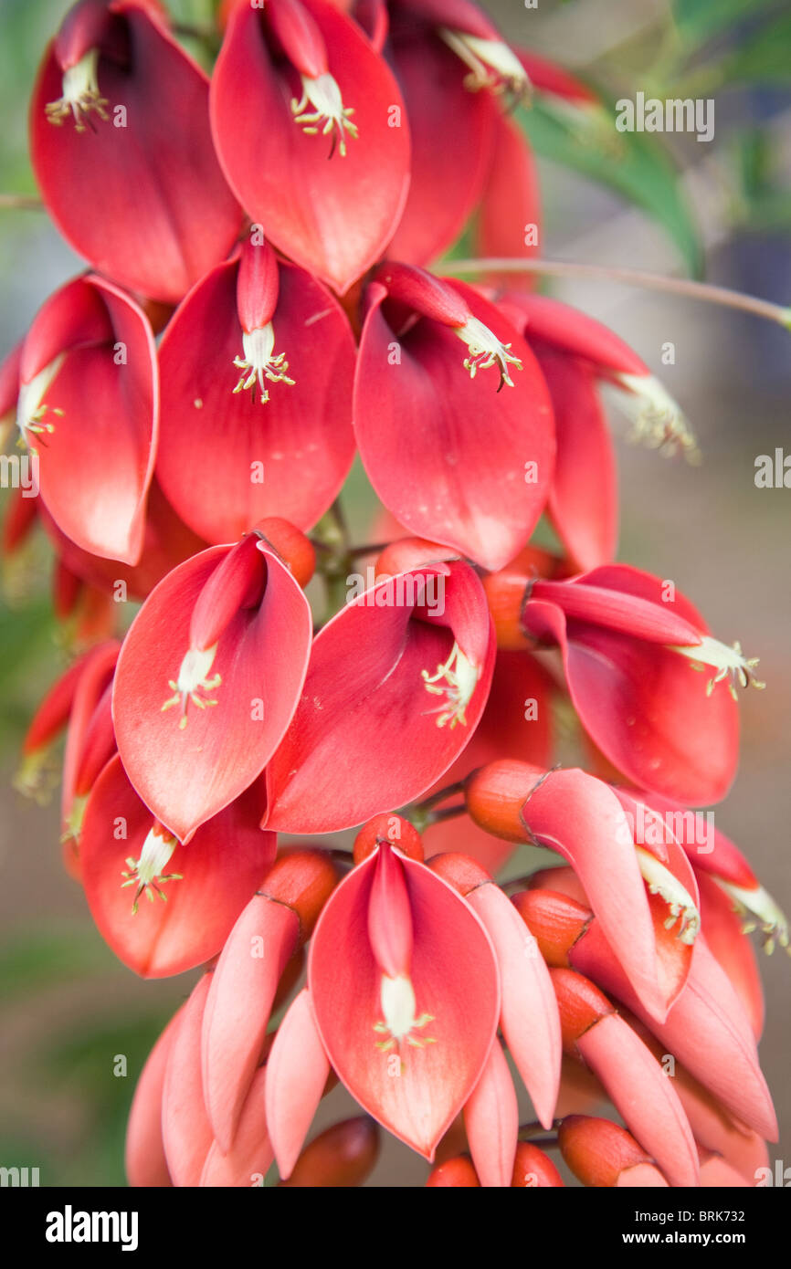 Erithrina crista galli Banque de photographies et d’images à haute ...