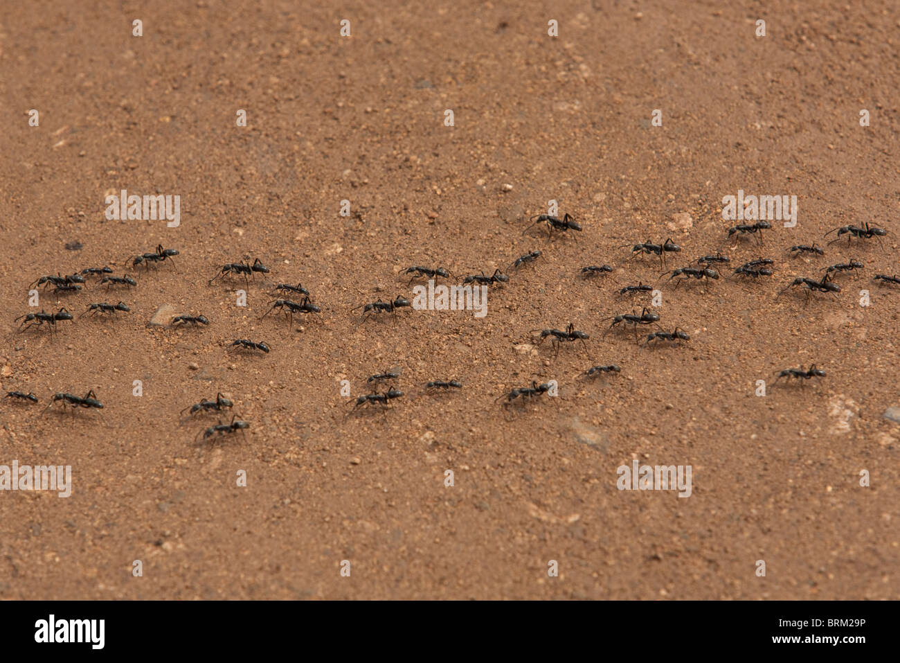 Fourmis matabele Banque de photographies et d’images à haute résolution ...