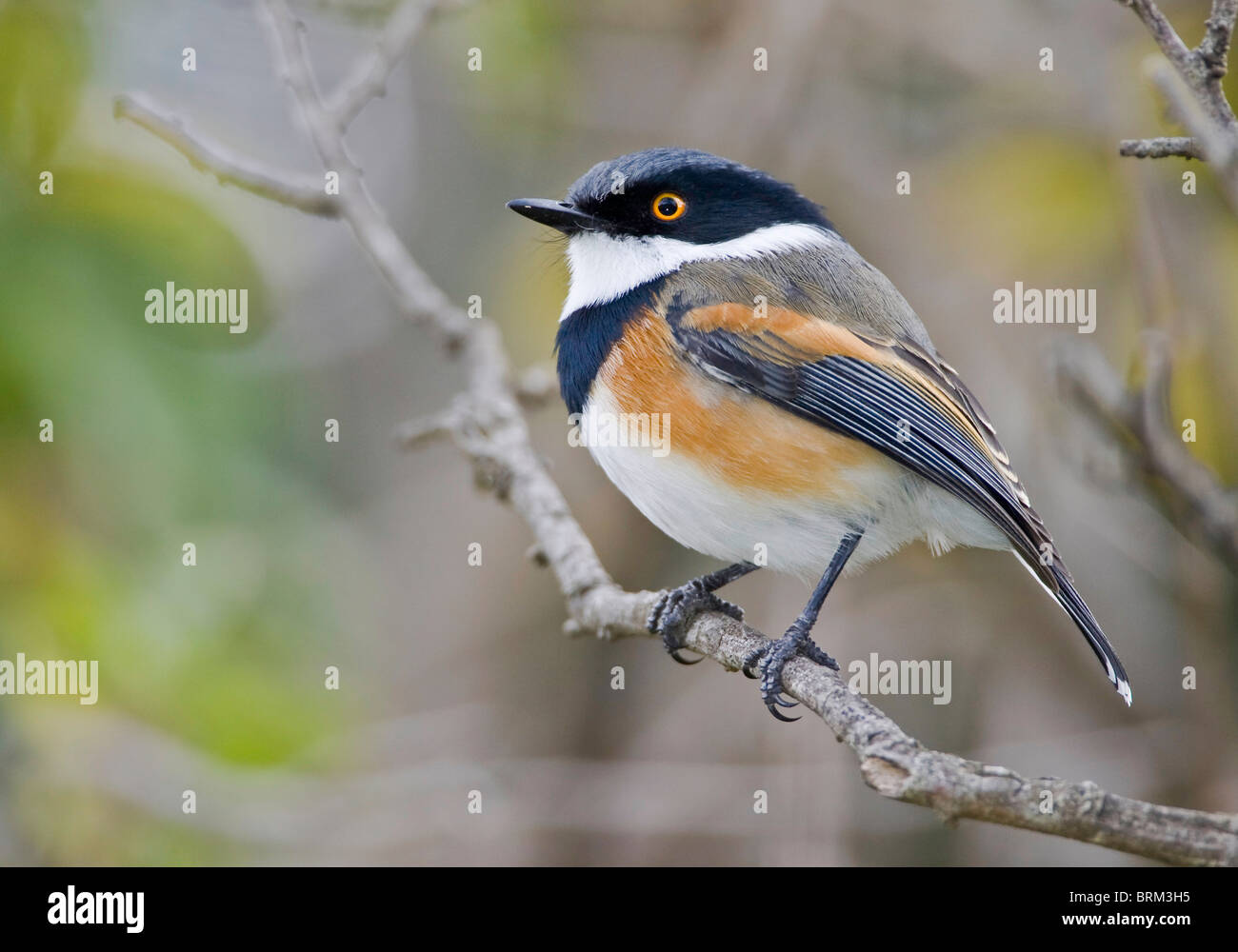 Oiseau batis Banque de photographies et d’images à haute résolution - Alamy