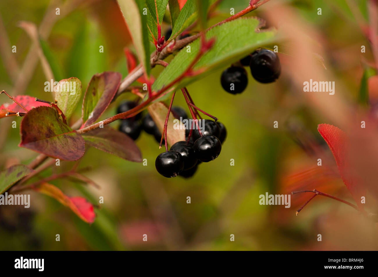 Garden of eden fruits Banque de photographies et d’images à haute ...