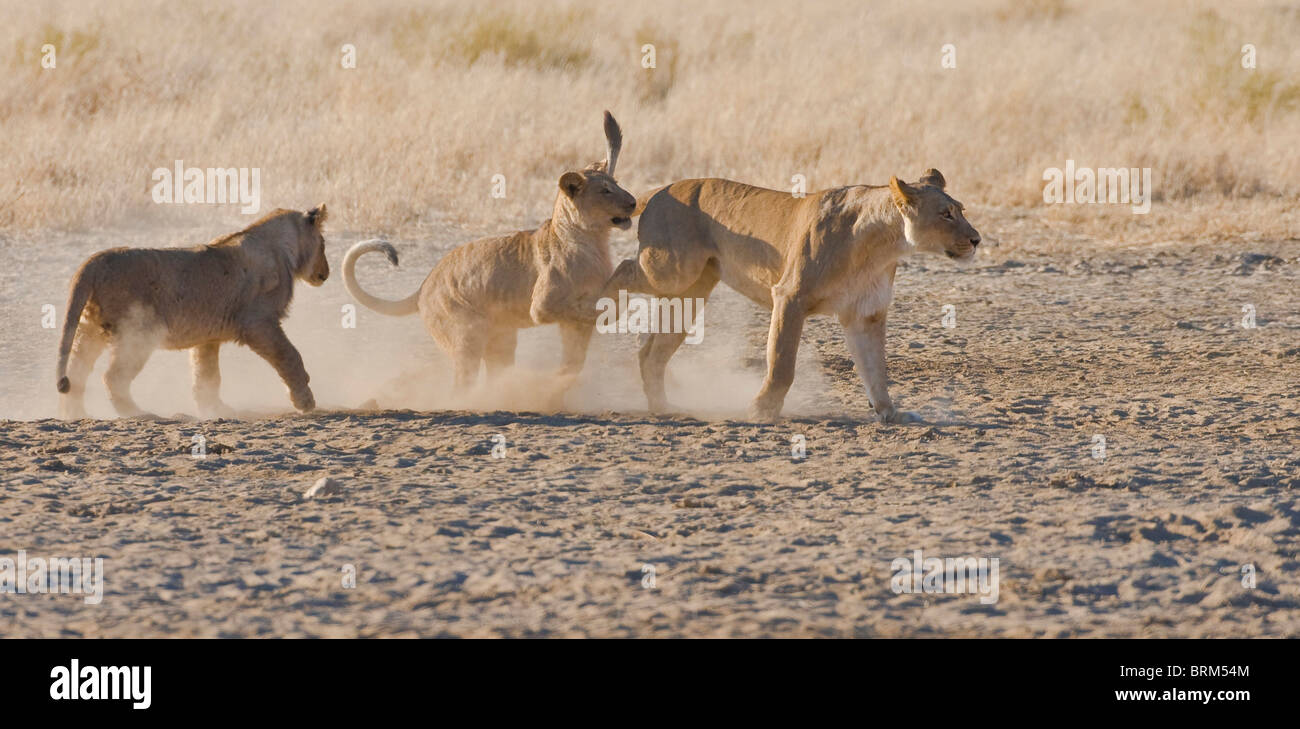 Lion mother and cubs Banque de photographies et d’images à haute ...