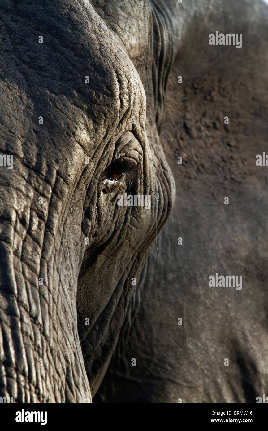 Old elephant Banque de photographies et d’images à haute résolution - Alamy